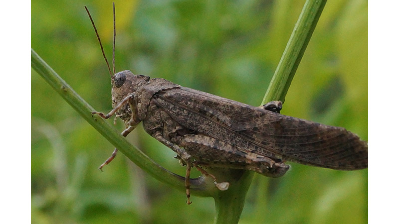 Fall insects | The Charlotte Gazette