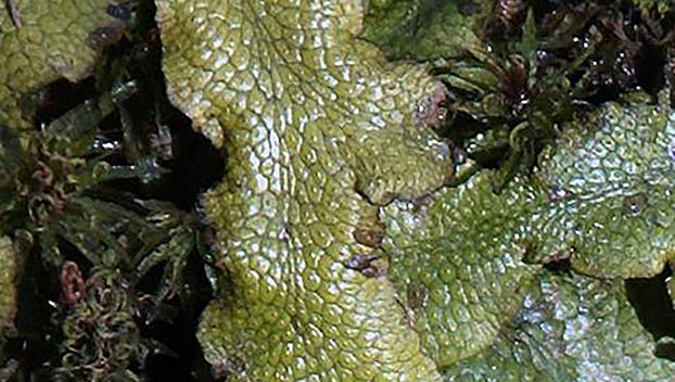 Cynthia Wood: Stillness and quiet | The Charlotte Gazette